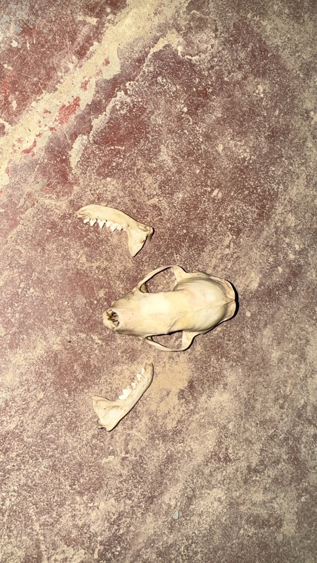 Read Description Skunk Skull With Jaws - Etsy