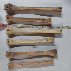 Read Description Deer Leg Bones Nature Cleaned - Etsy