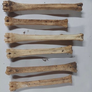 Deer Legs. Multiple Variations Available. - Etsy