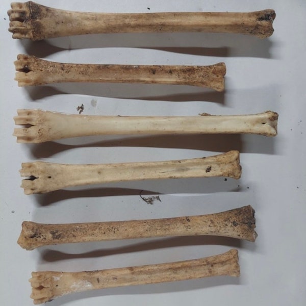 Deer Bone - Etsy