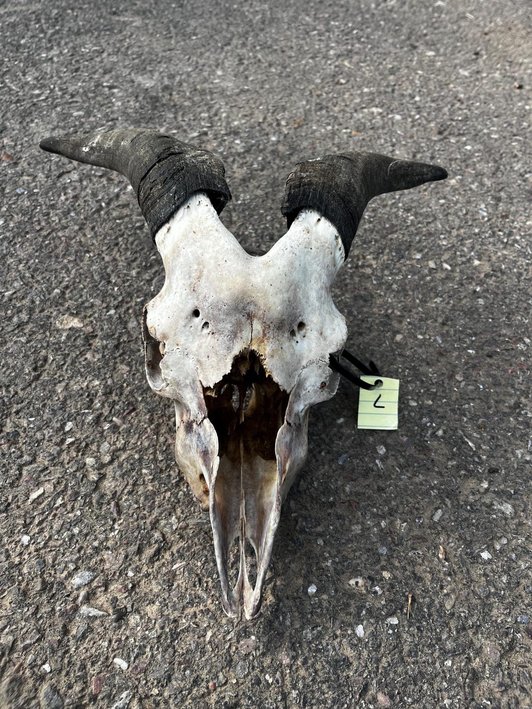 Nature Cleaned Goat Skulls. Multiple Available in Listing. - Etsy