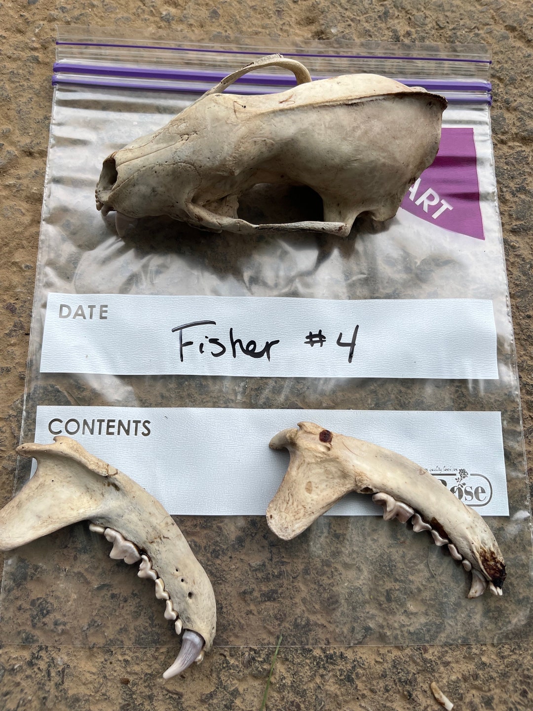 Nature Cleaned Fisher Skull Top 1 Craft Grade Lots - Etsy