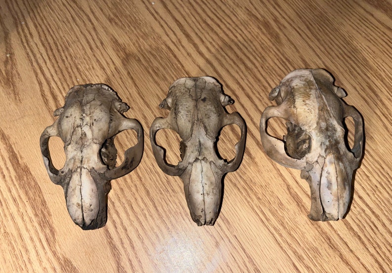 Nature Cleaned Beavers. Multiple Variations Available - Etsy