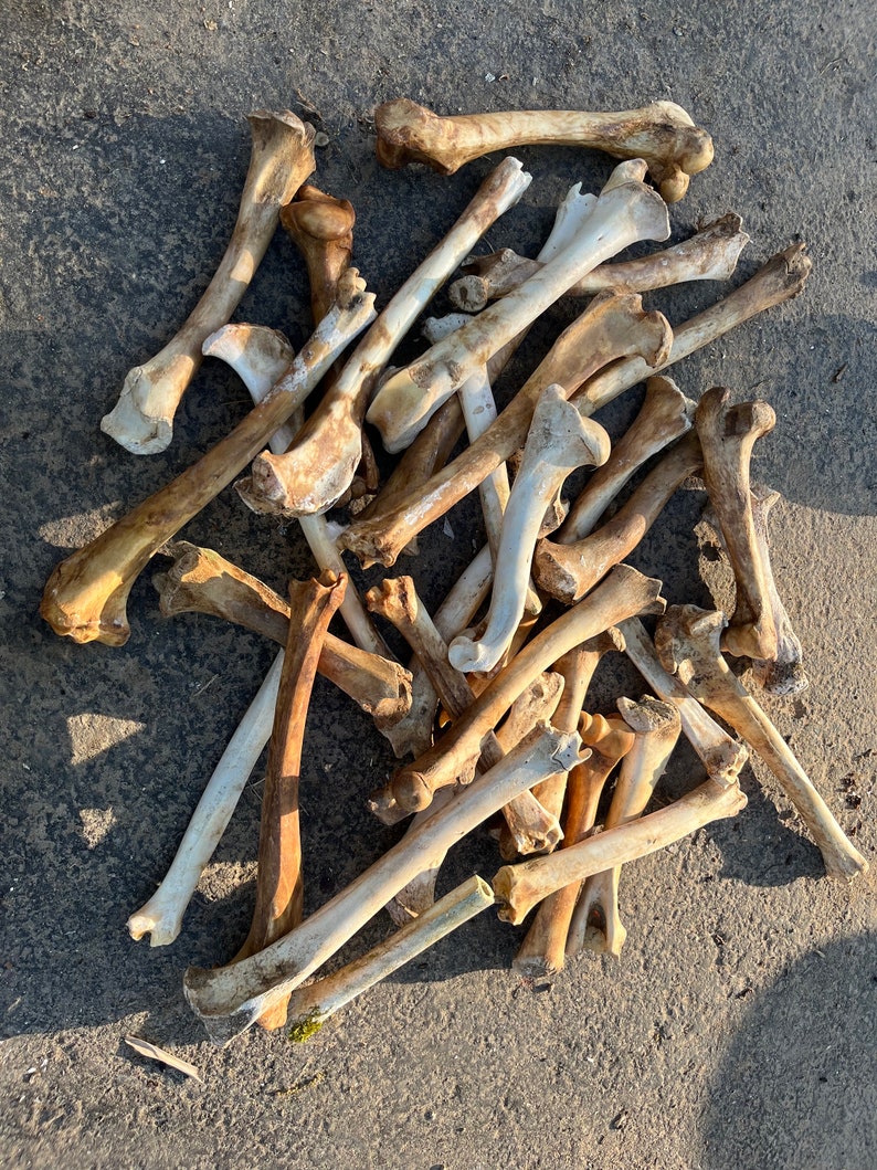 Read Description Large Random Leg Bones 6 - Etsy