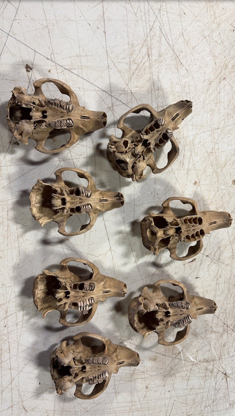 Nature Cleaned Beavers. Multiple Variations Available - Etsy