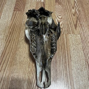 Nature Cleaned Cow / Calf Skulls - Etsy