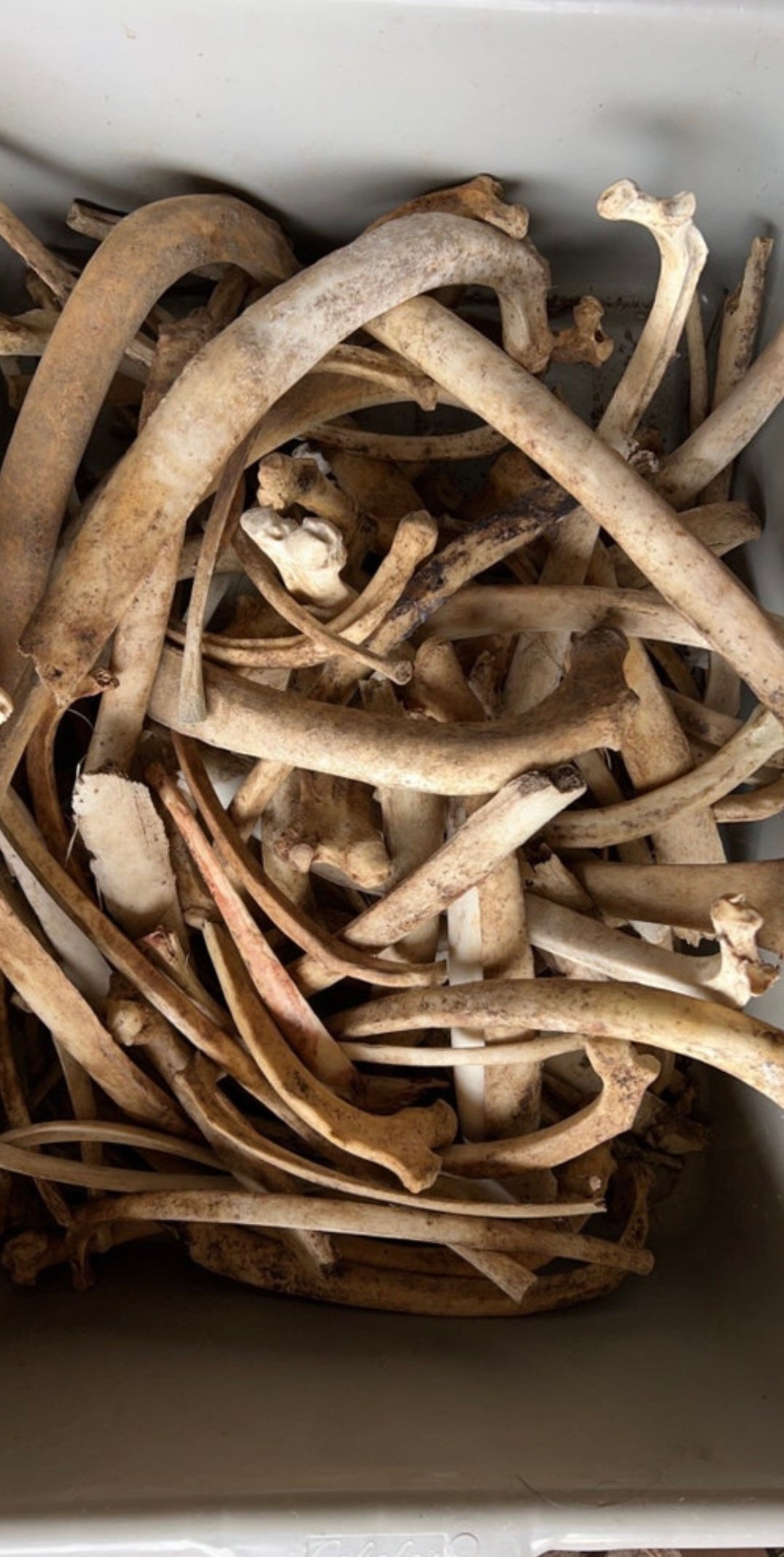 Read Description Large Rib Bone Boxes - Etsy