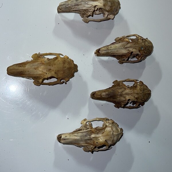 Rabbit Skulls - Etsy