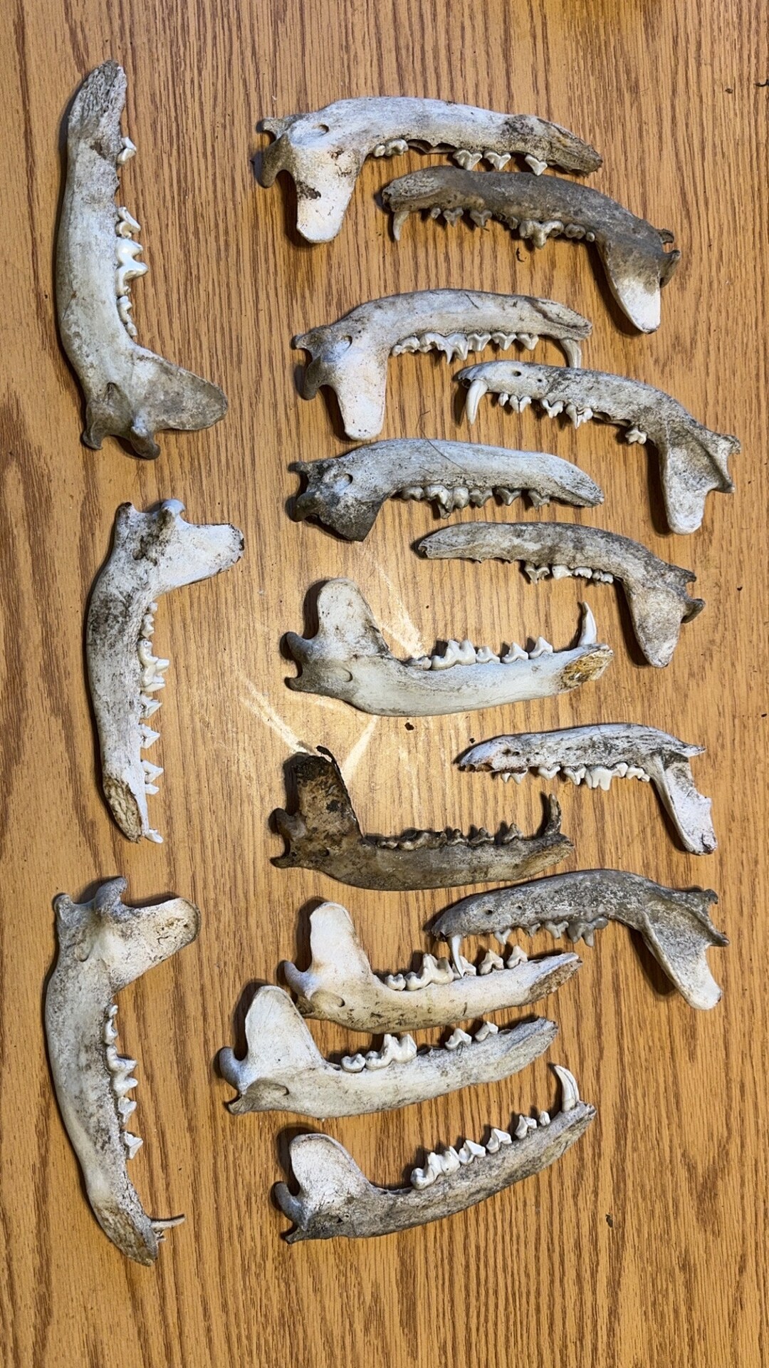 Nature Cleaned Jaws W/ Teeth. Multiple Variations Available ( Raccoon ...