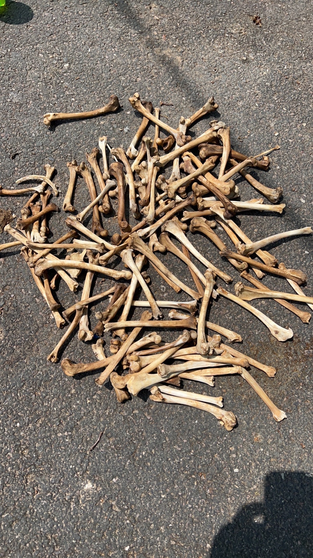 Read Description Coyote Leg Bones 8 - Etsy