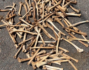 Coyote Foot Bones Metacarpals - Etsy