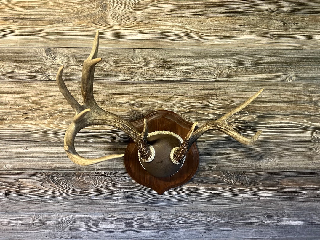 White Tail Deer Antlers Unique 7 X 3 Point - Etsy