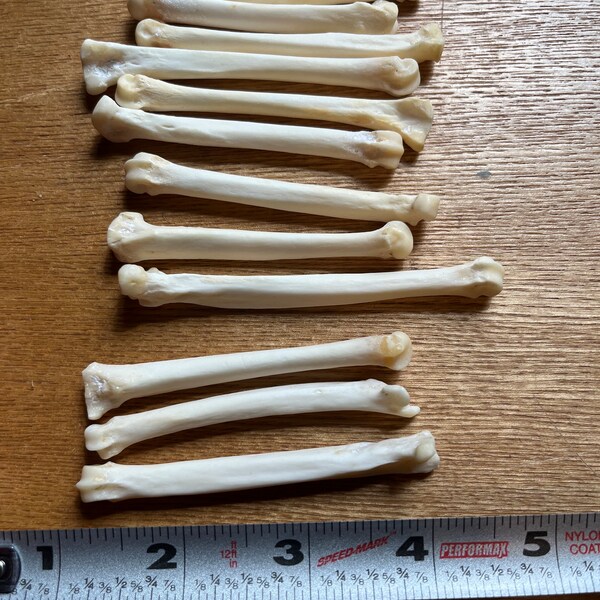 Bones - Etsy