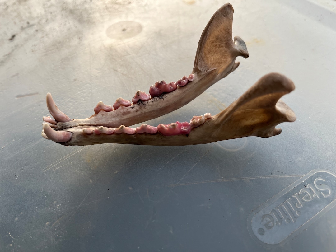 Red Fox Jaws With Teeth - Etsy