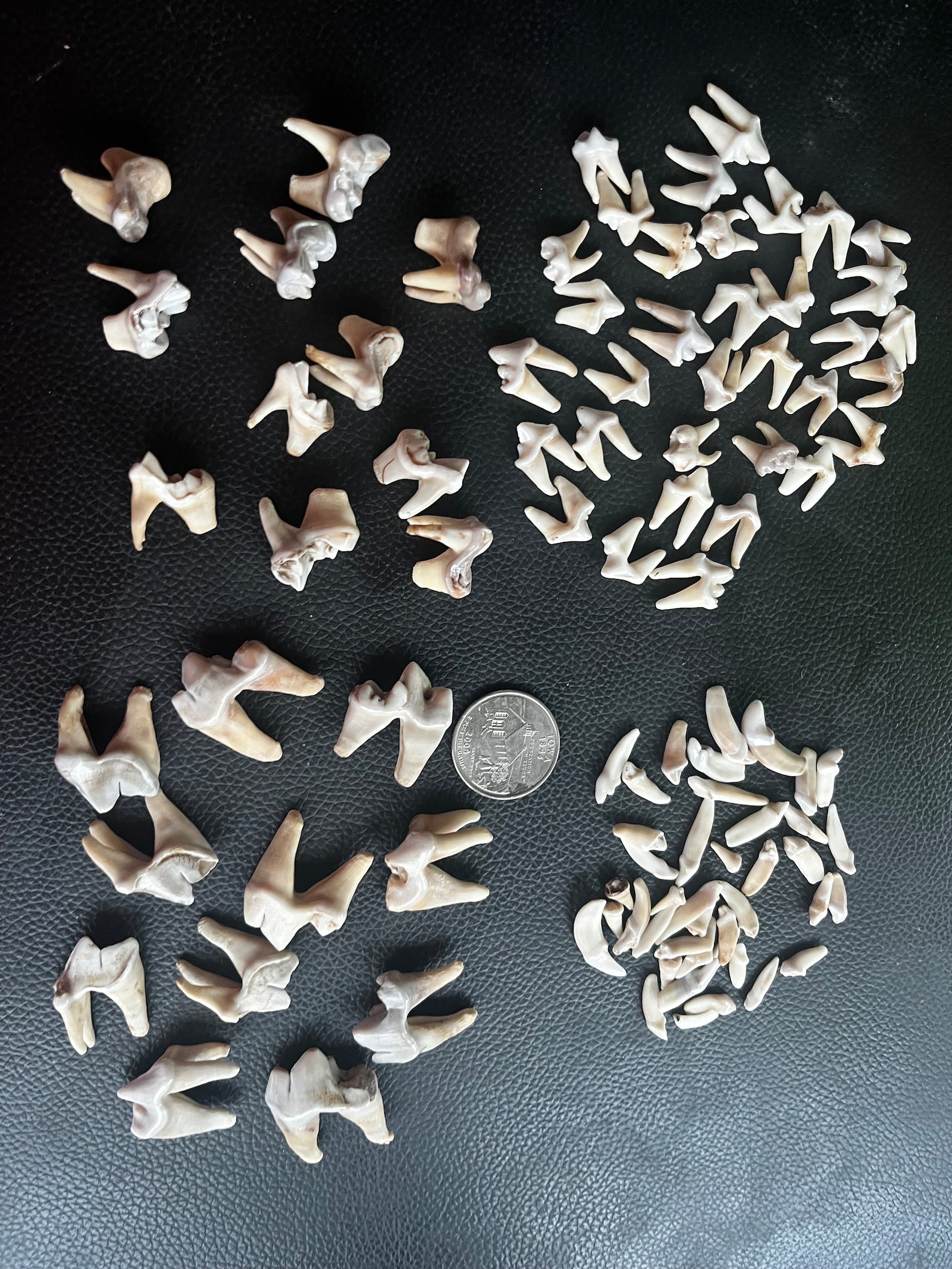 Nature Cleaned COYOTE Teeth Lots. Multiple Variations Available ( Molar ...