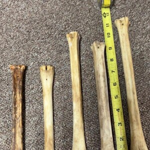 Read Description Deer Leg Bones Nature Cleaned - Etsy