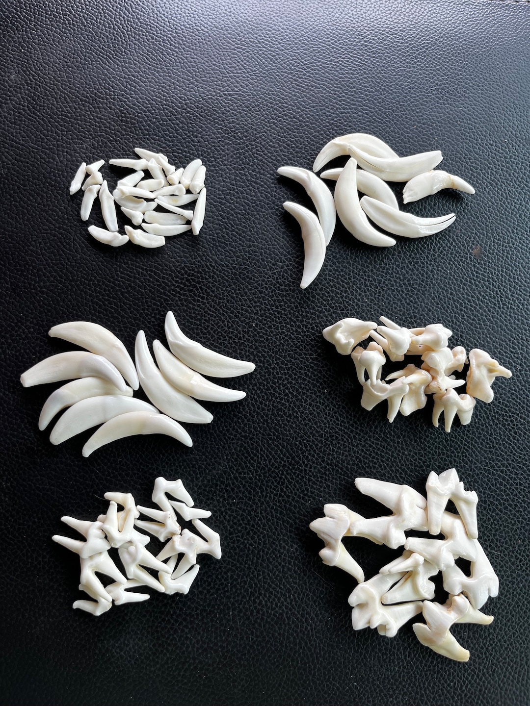 Cleaned and Whitened Coyote Teeth Lots. Multiple Variations Available ...