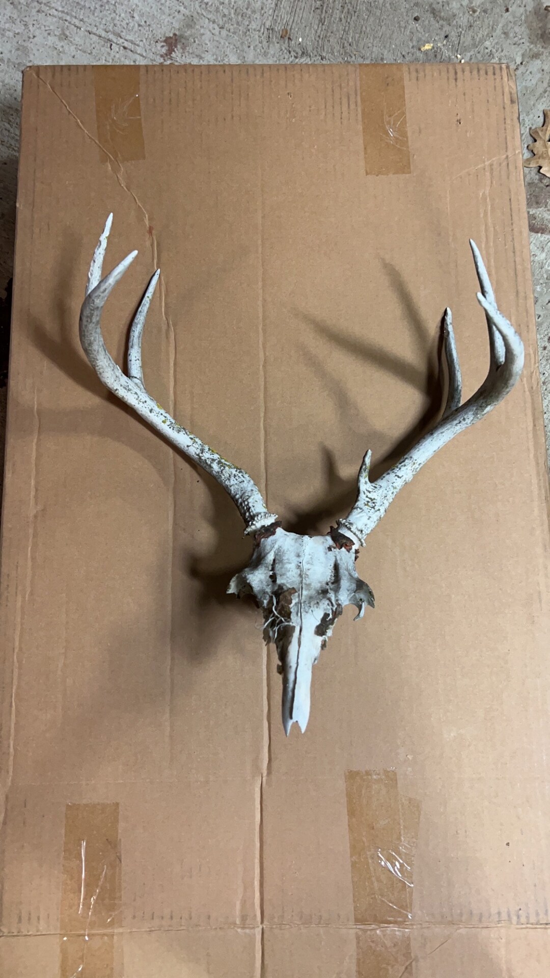 Whitetail Deer Antlers Rack Horns - Etsy