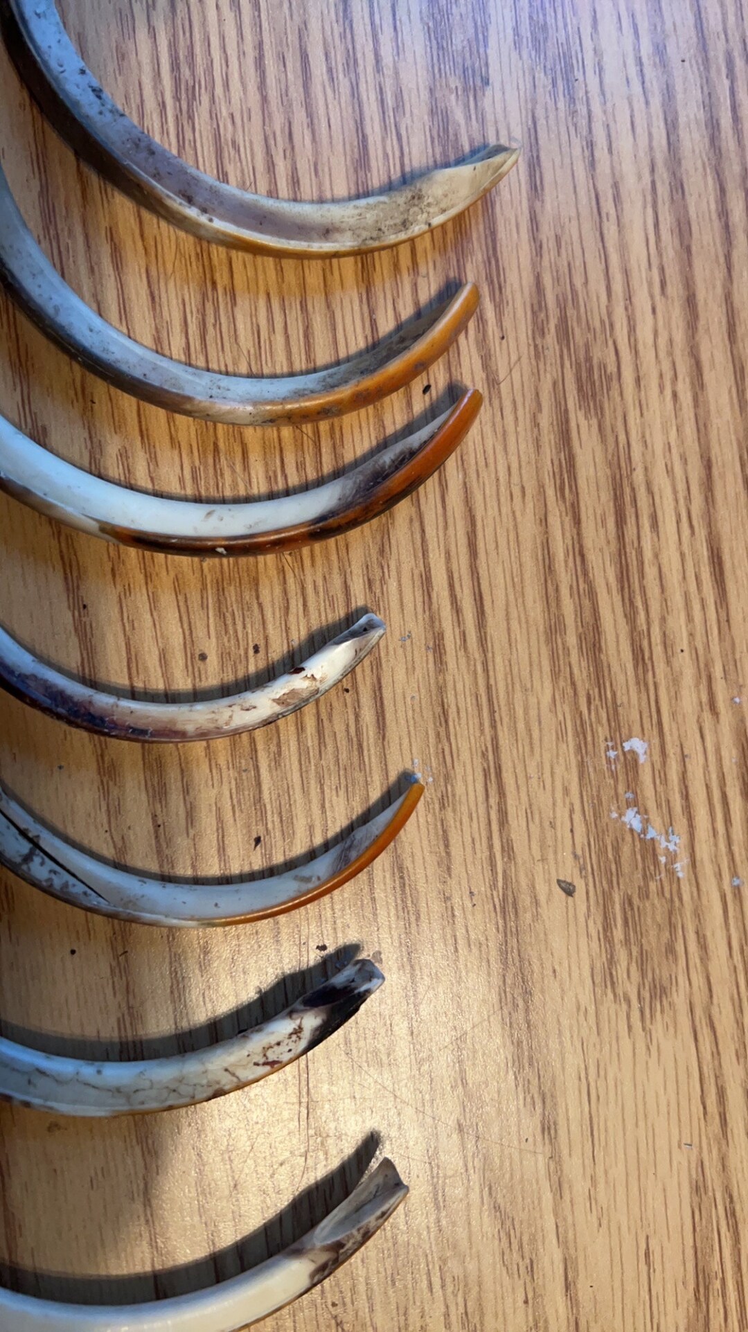 Beaver Teeth Lot of 10. Bottom Teeth - Etsy