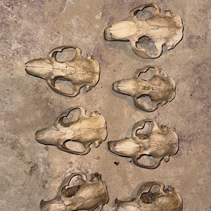 Nature Cleaned Beavers. Multiple Variations Available - Etsy