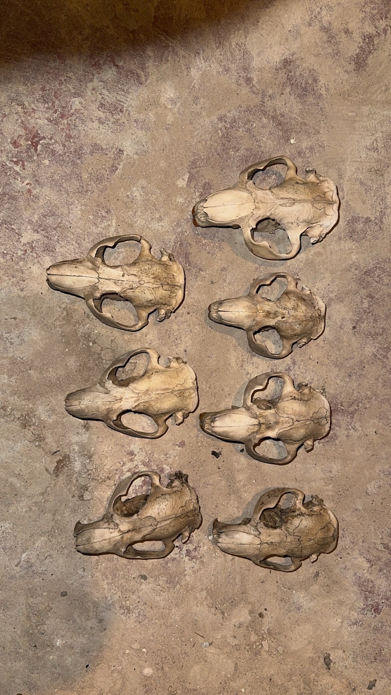Nature Cleaned Beavers. Multiple Variations Available - Etsy