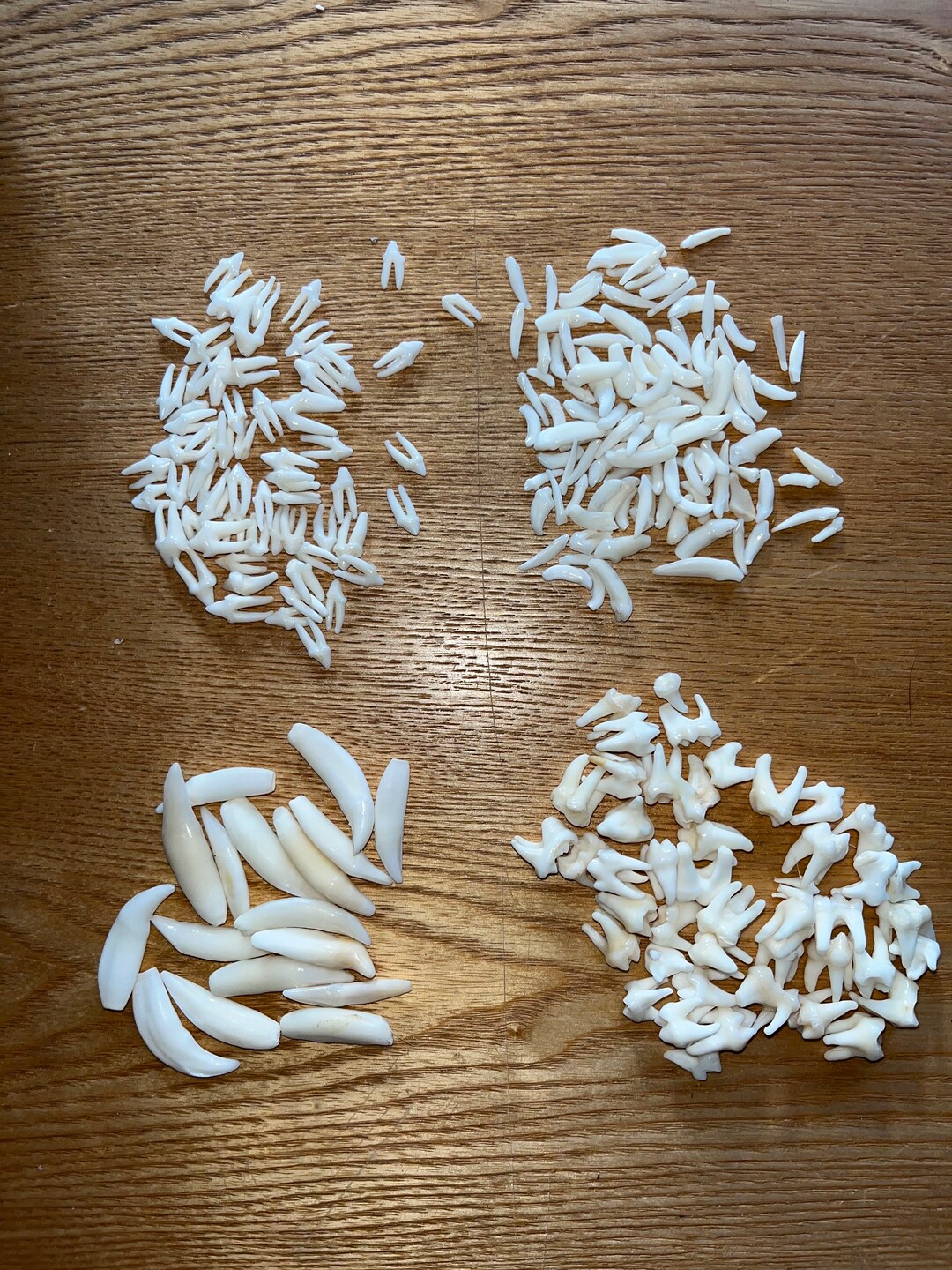 Cleaned & Whitened Raccoon Teeth Lot. Multiple Variations Available ...