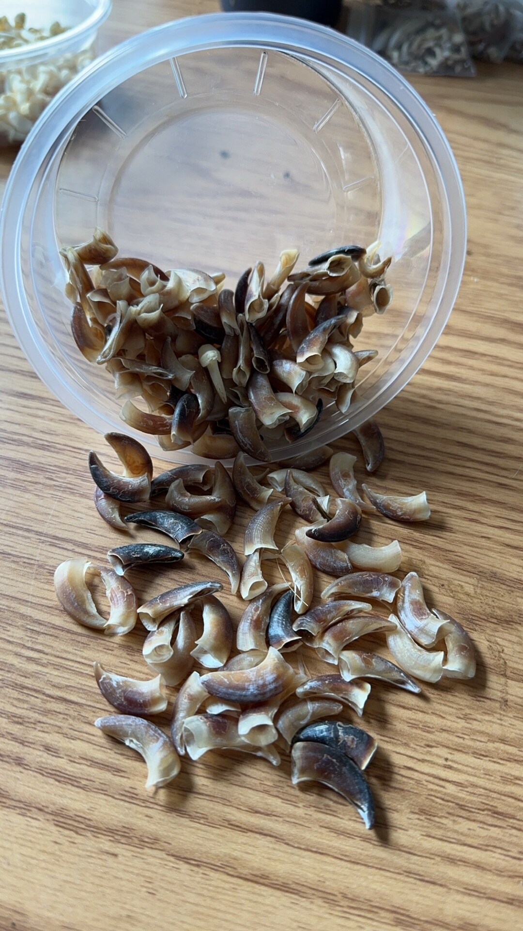 Coyote Claws and Beaver Claws - Etsy