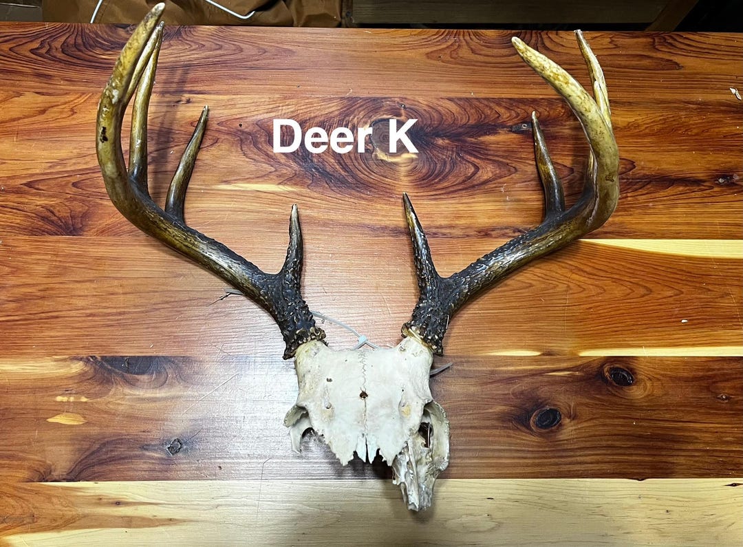 Nature Cleaned Buck Skulls - Etsy