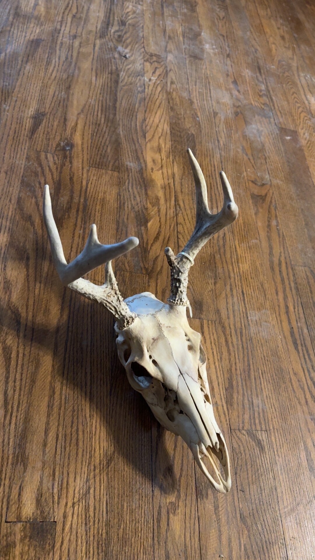 White Tail Deer Skull Antlers - Etsy