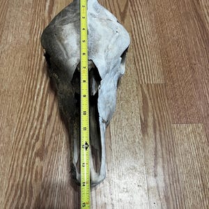 Nature Cleaned Cow / Calf Skulls - Etsy