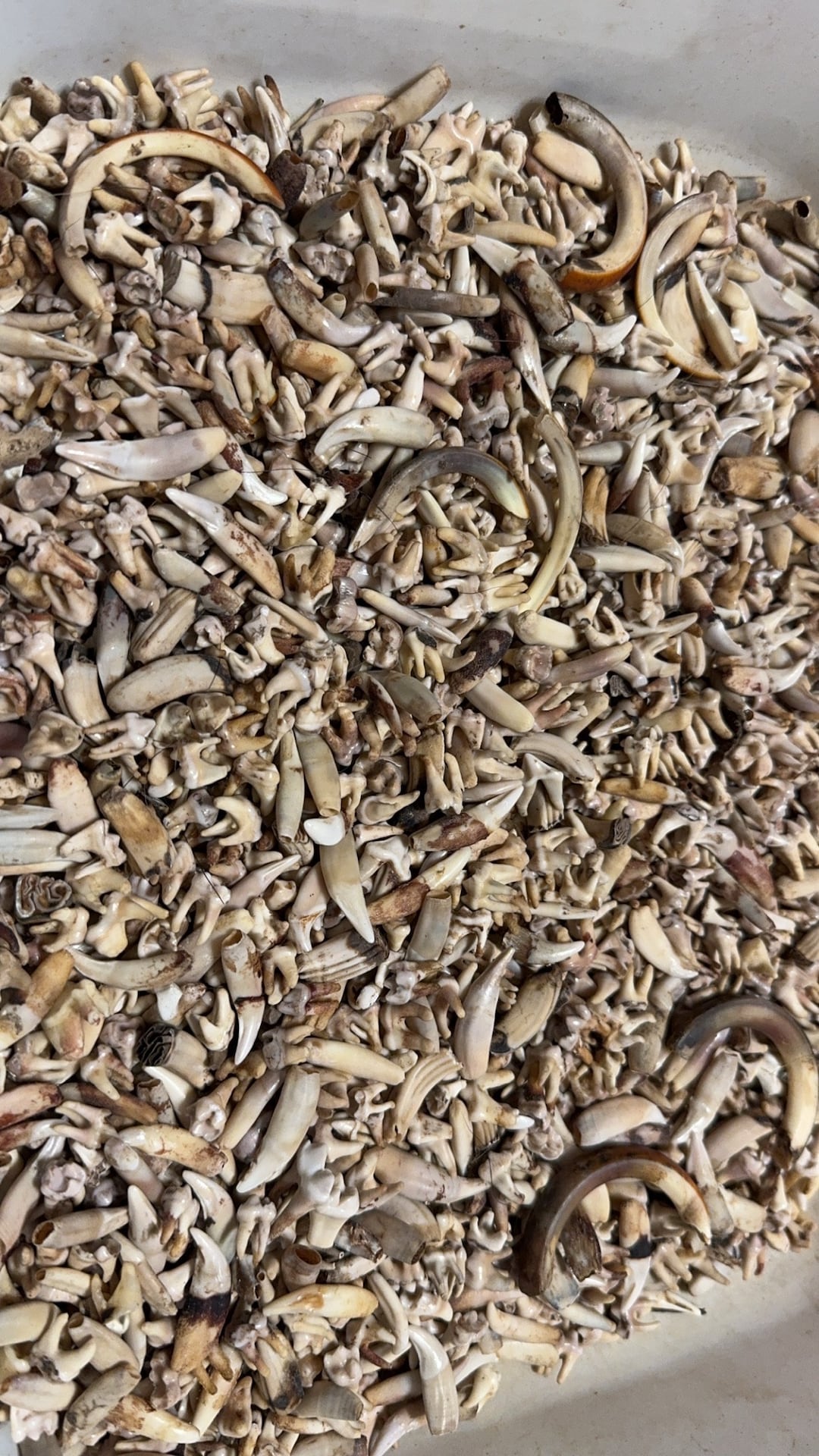 Nature Cleaned Animal Teeth Lot ( 45-50 per Bag ). Multiple Variations ...