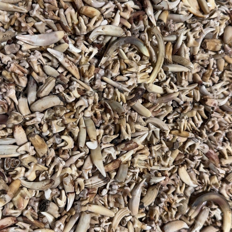 Animal Teeth - Etsy