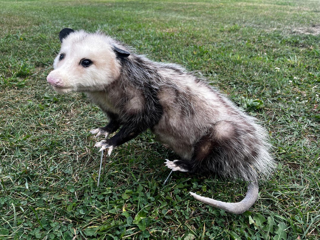 Opossum Taxidermy Mount - Etsy