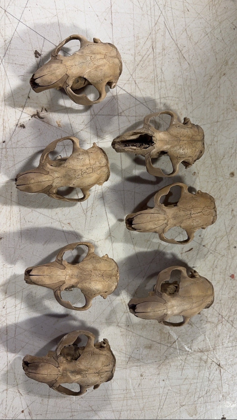 Nature Cleaned Beavers. Multiple Variations Available - Etsy