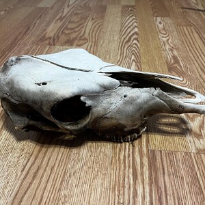 Nature Cleaned Cow / Calf Skulls - Etsy