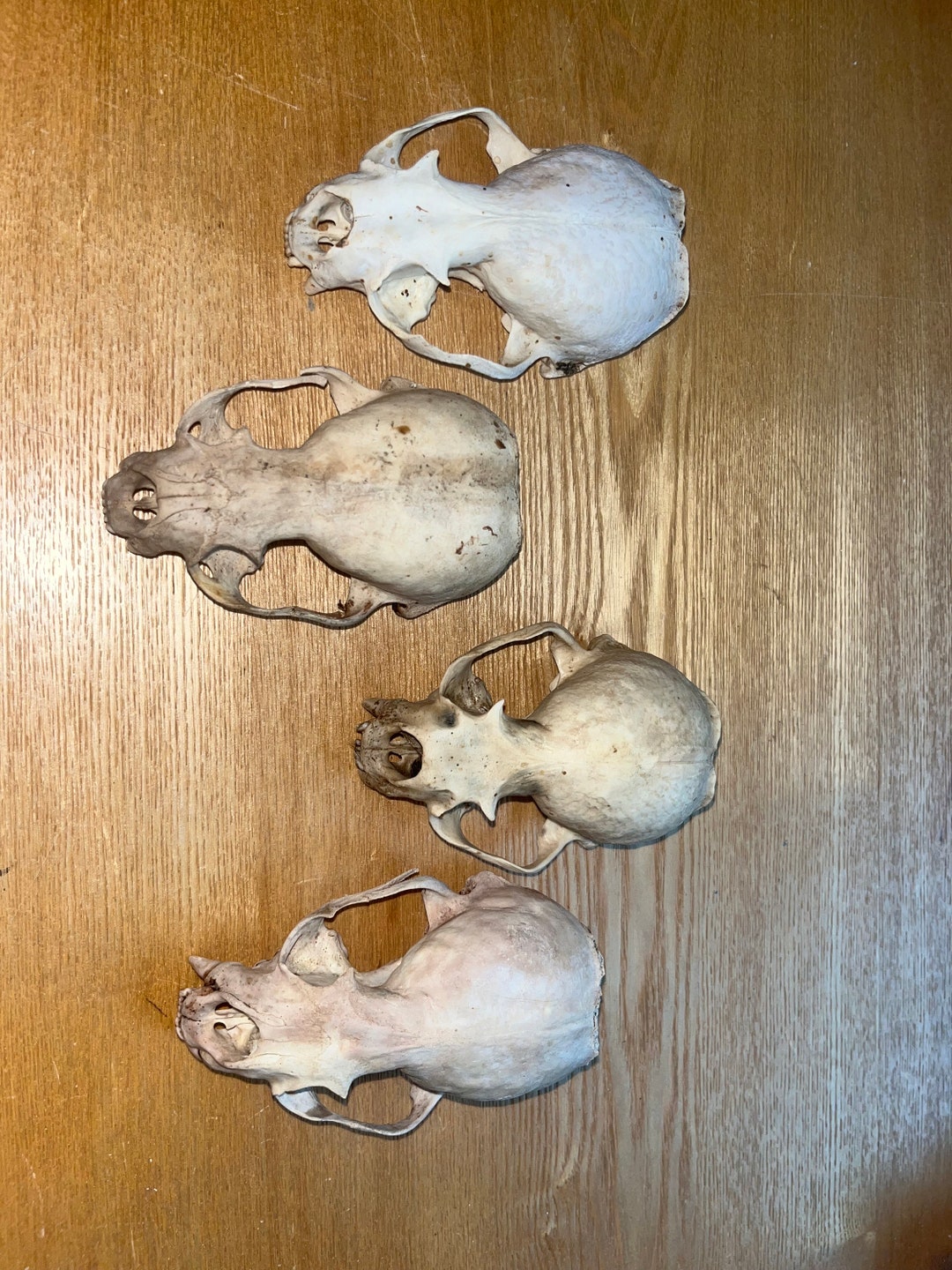 Nature Cleaned Otter Skulls. Multiple Variations Available - Etsy