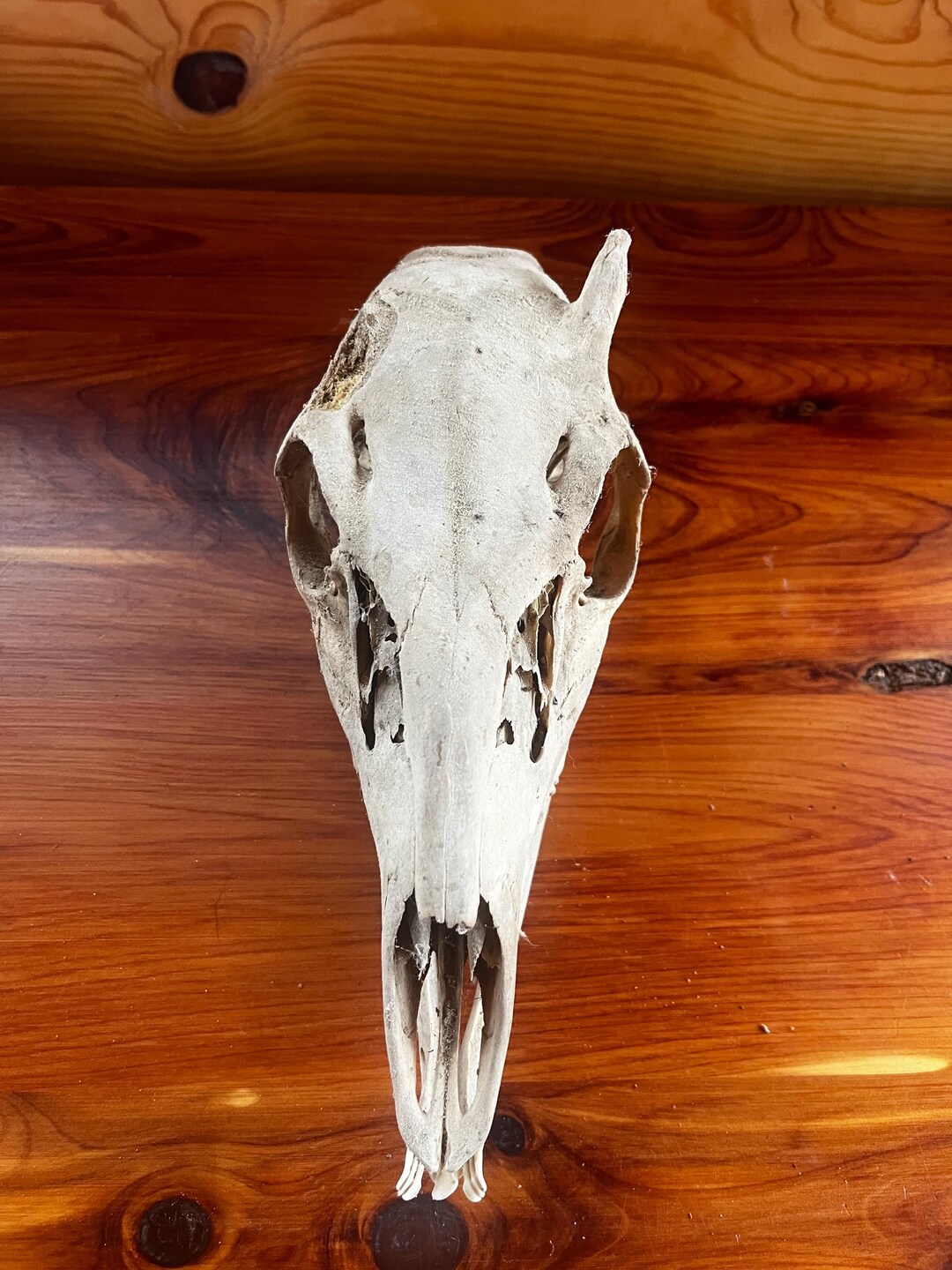Beetle Cleaned Buck Skull With Jaw - Etsy
