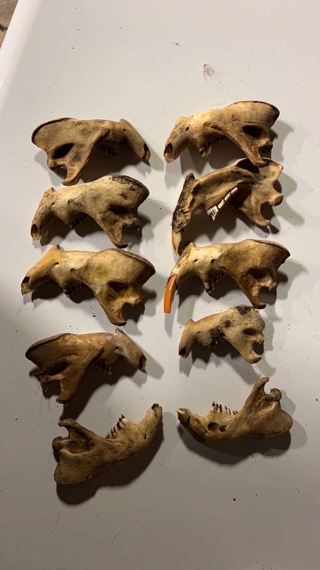 Beaver Jaw Bones: Nature Cleaned Oddities - Etsy