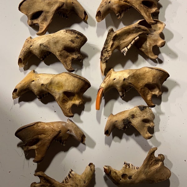 Beaver Jaw Bone - Etsy