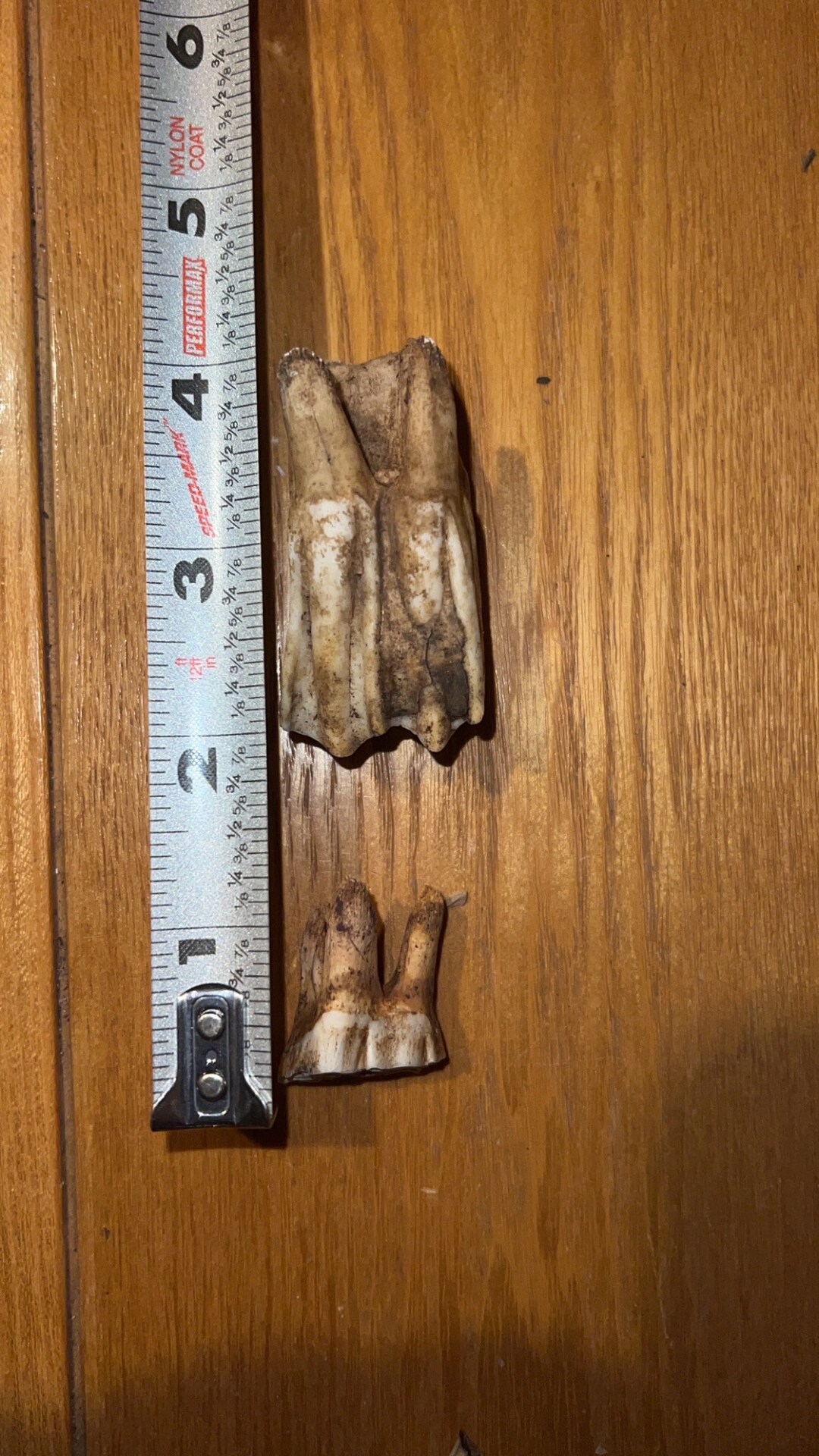 Large Animal Teeth Lot for All Shown - Etsy