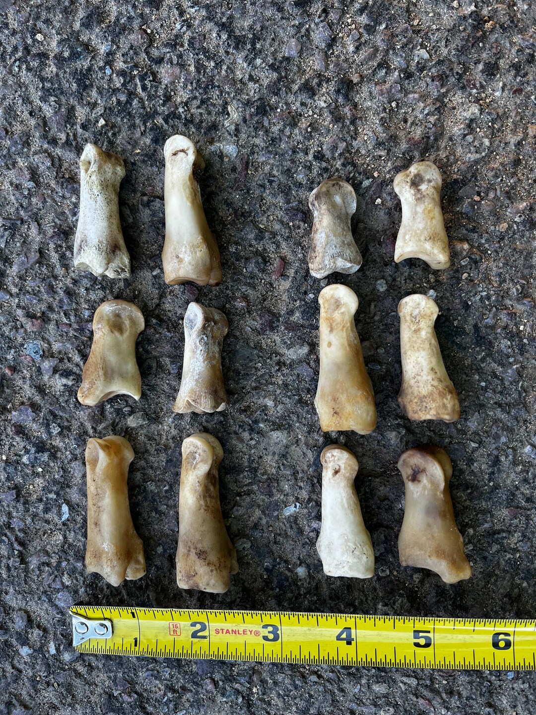 Nature Cleaned Deer Toe Bones. Multiple Variations Available - Etsy