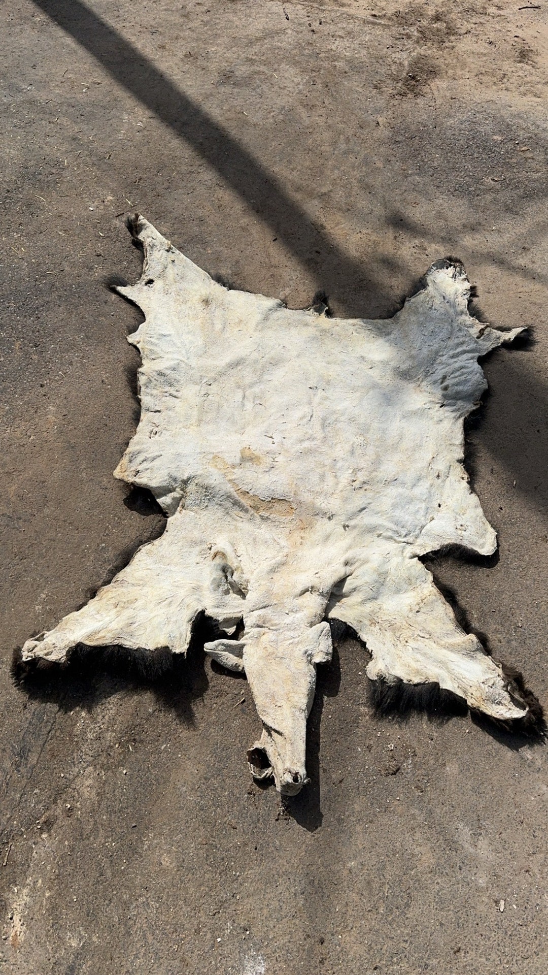 Large Hide Bear Salted Split and Turned Full Pelt With Claws - Etsy