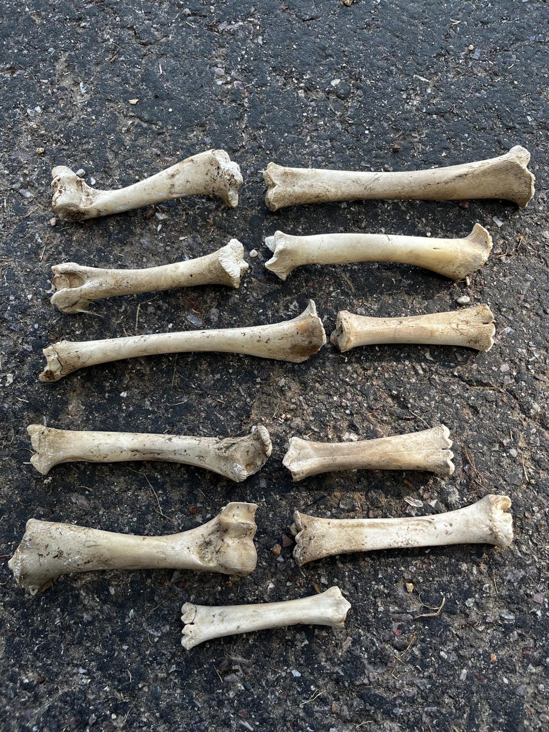 Calf Leg Bone Lots of 6 - Etsy