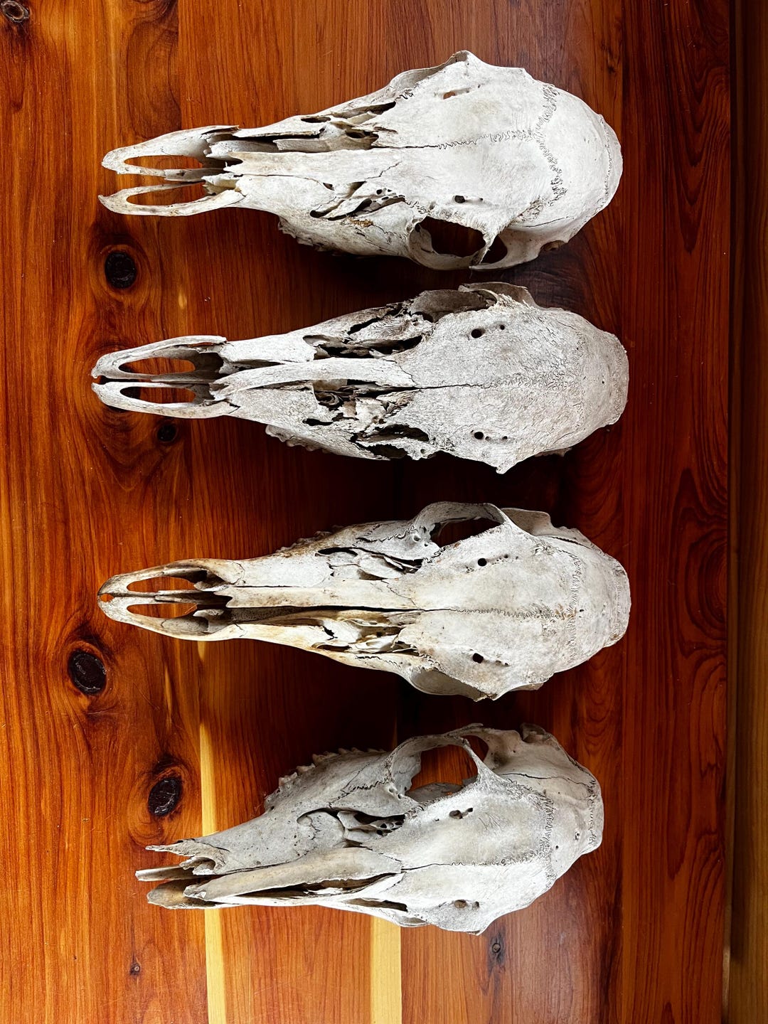 Read Description 1 Craft Grade Doe Skull / Deer Skull - Etsy
