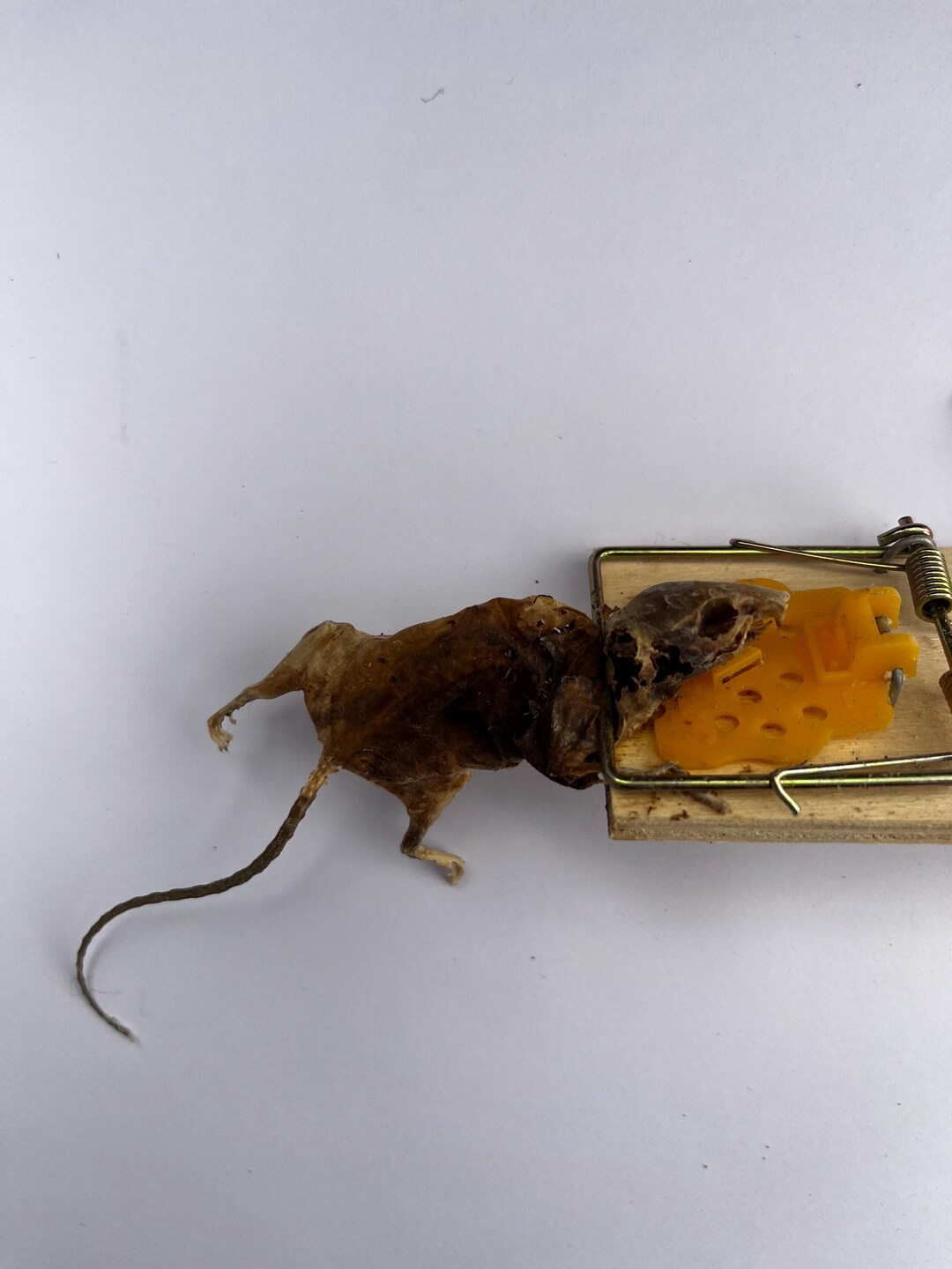 Mummified Mouse Caught in Trap - Etsy