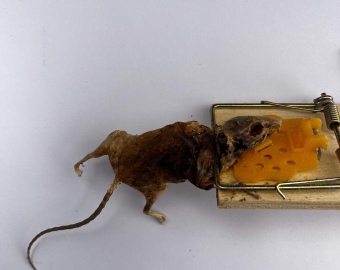 Mummified Mouse Caught in Trap - Etsy
