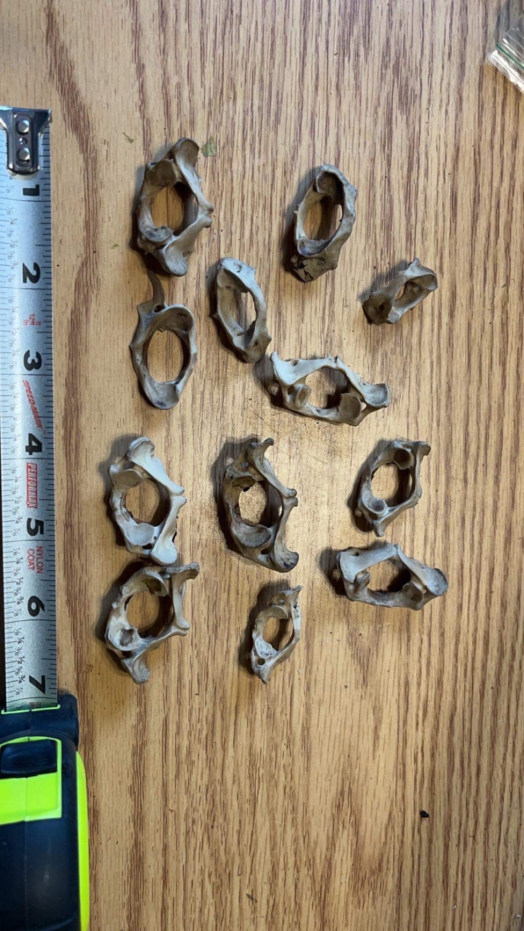 Beaver Atlas Bone Lot 4 per Lot - Etsy