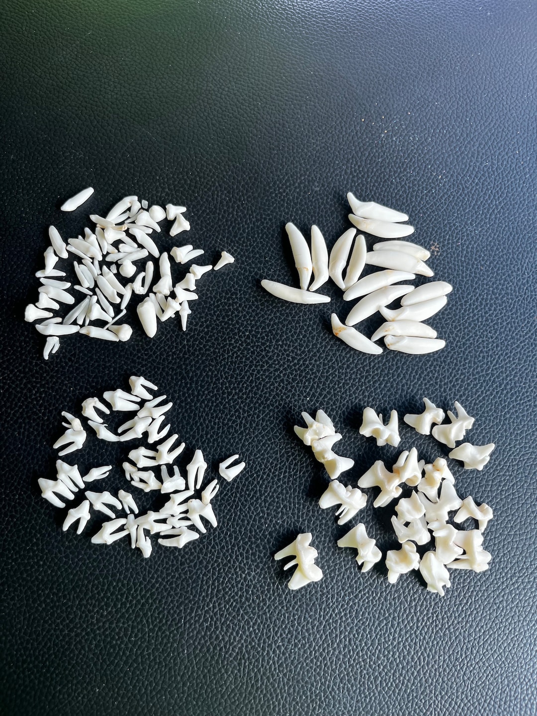 Cleaned and Whitened Otter Teeth. Multiple Variations Available ...