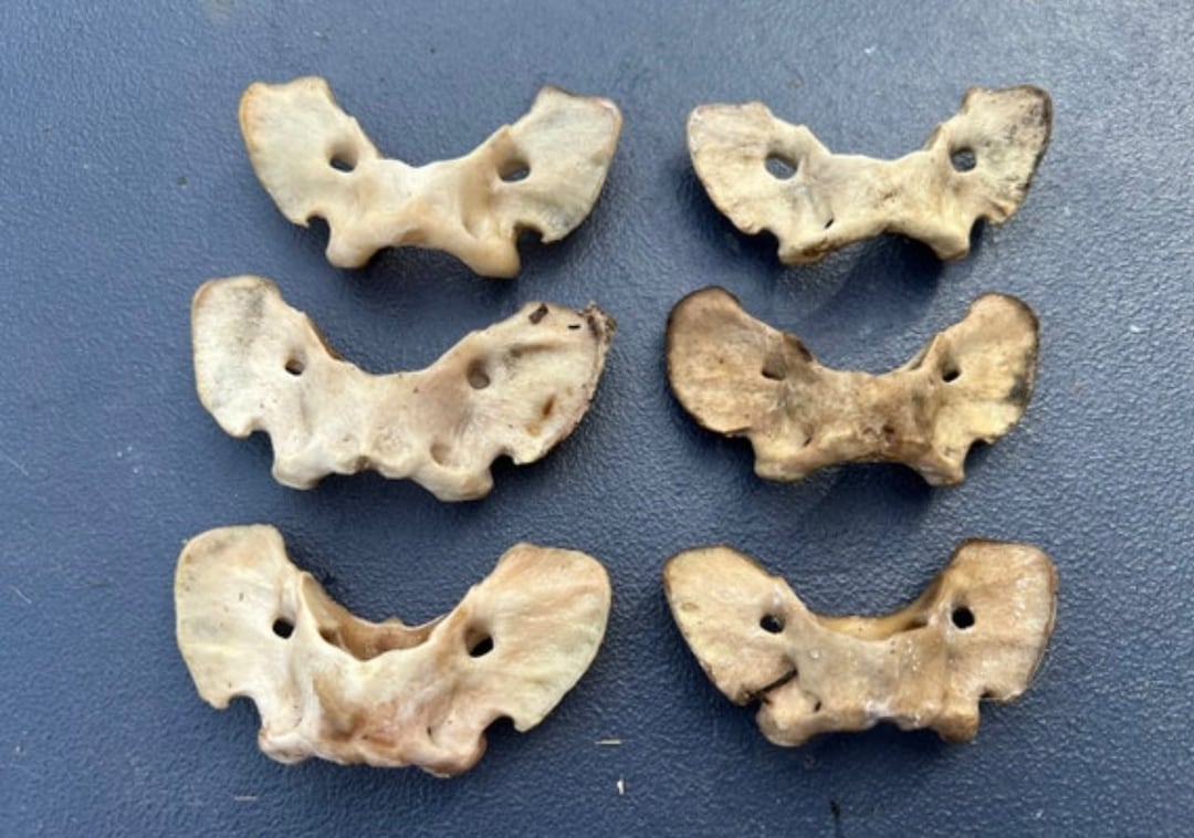 Atlas Vertebrae Lots. Multiple Variations Available ( Coyote, Fox ...