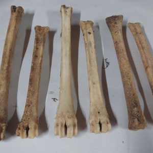 Read Description Deer Leg Bones Nature Cleaned - Etsy